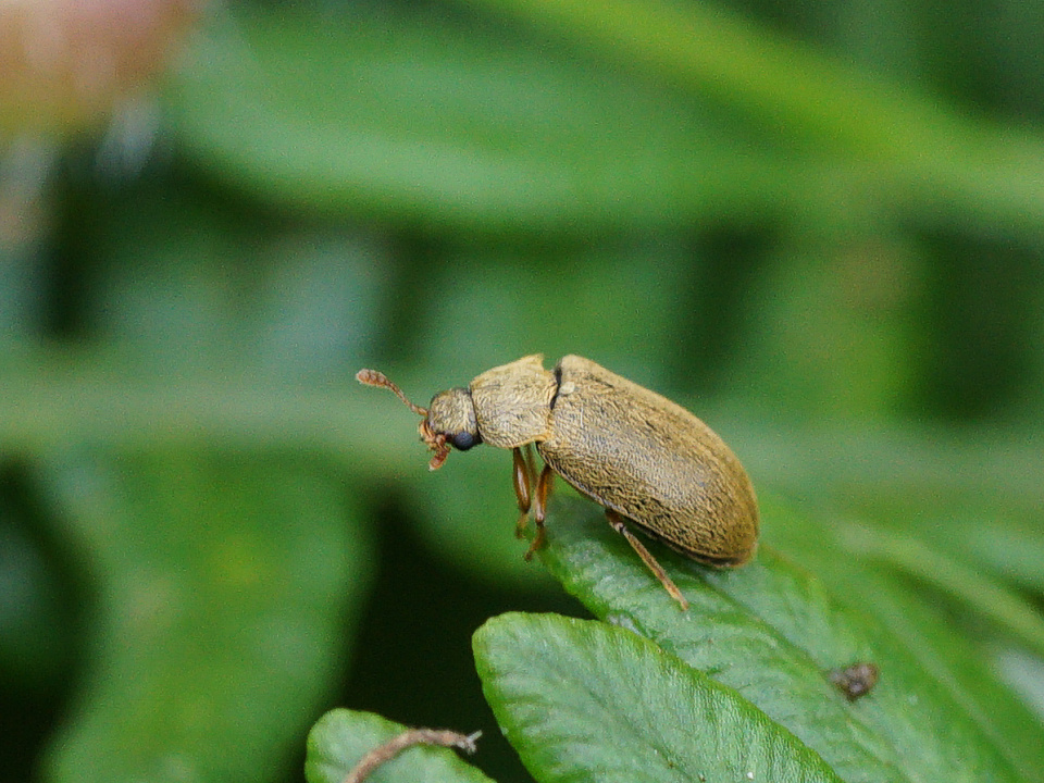 Raspberry Beetle | kwchas | Blipfoto