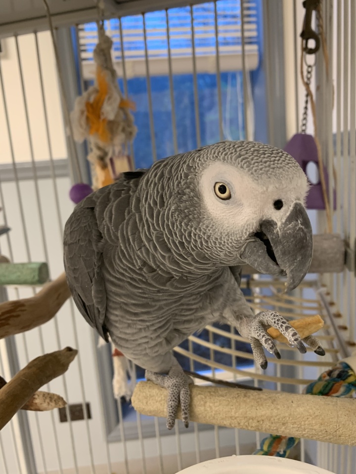 feeding fido animal crackers | laughing | Blipfoto