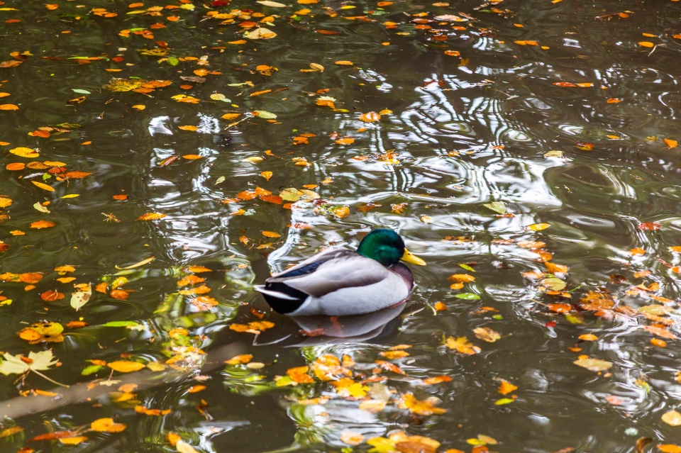 Lazy Duck | Robin | Blipfoto