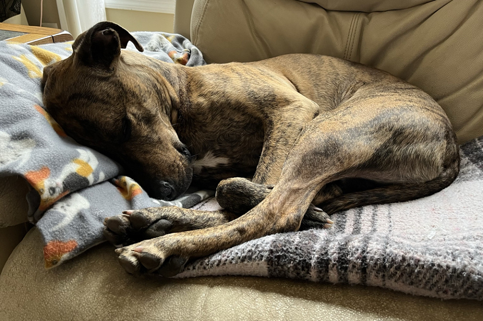 Nap Attack | dbifulco | Blipfoto