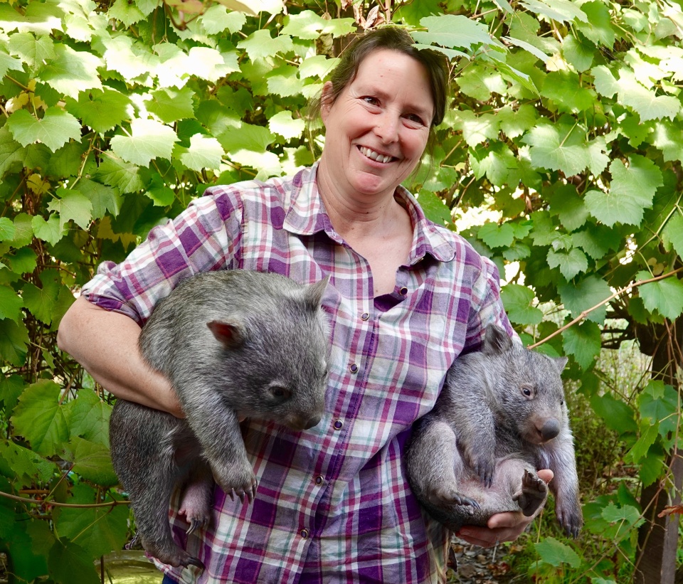 An armful of wombats! | WalkingWombat | Blipfoto