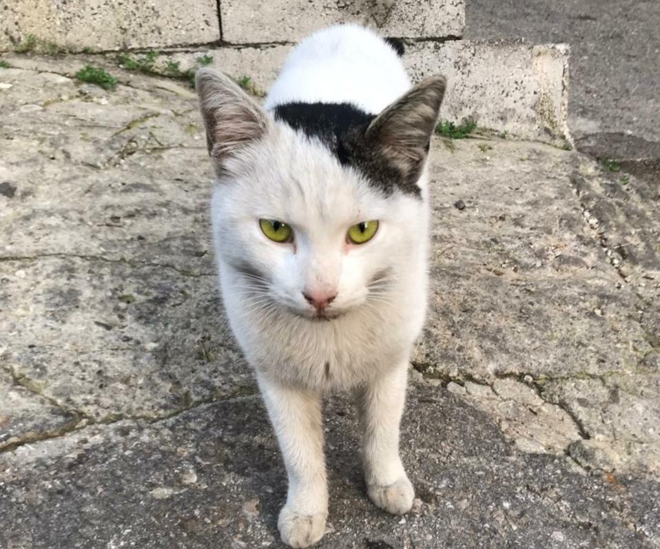 Adolf 'Cat'ler | DirectlyFoward | Blipfoto