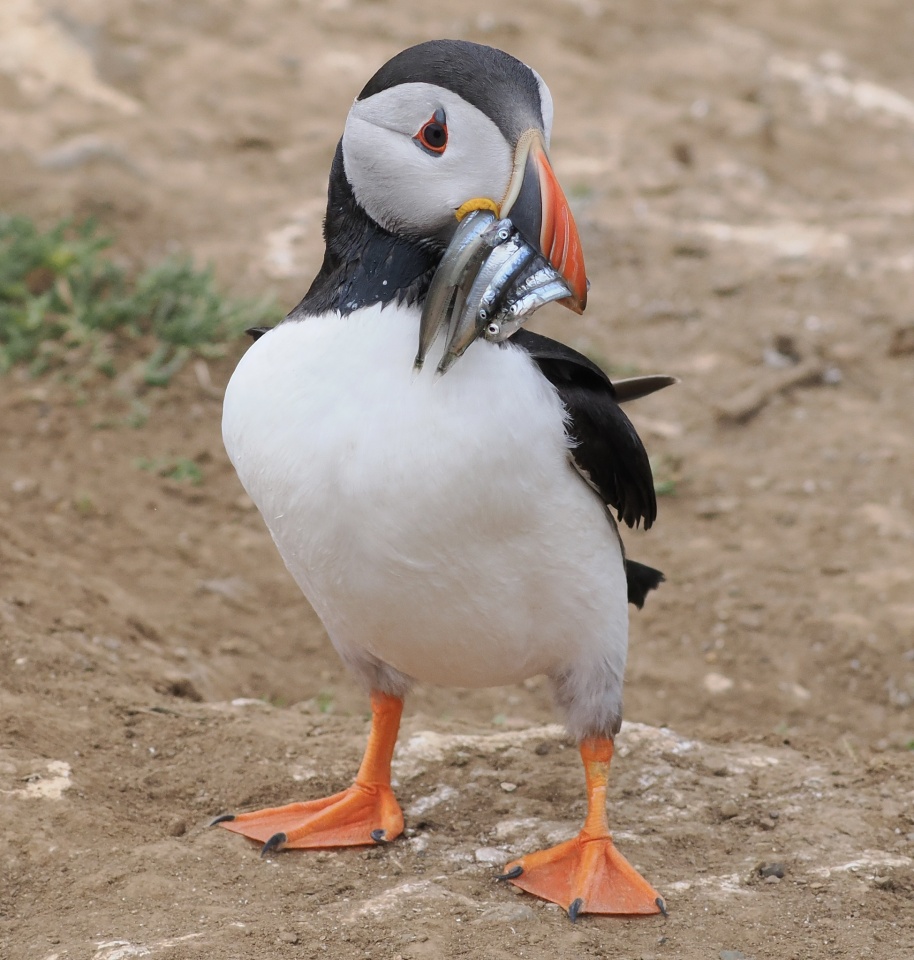 Skomer | Technophobe | Blipfoto