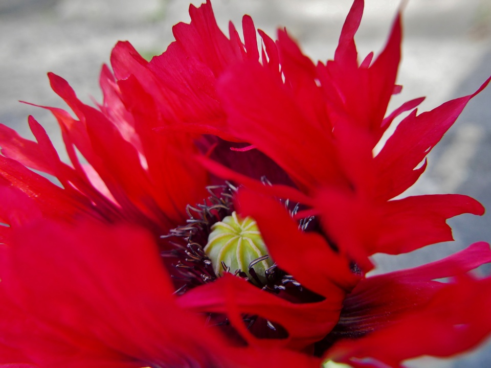 Poppy | evolybab | Blipfoto
