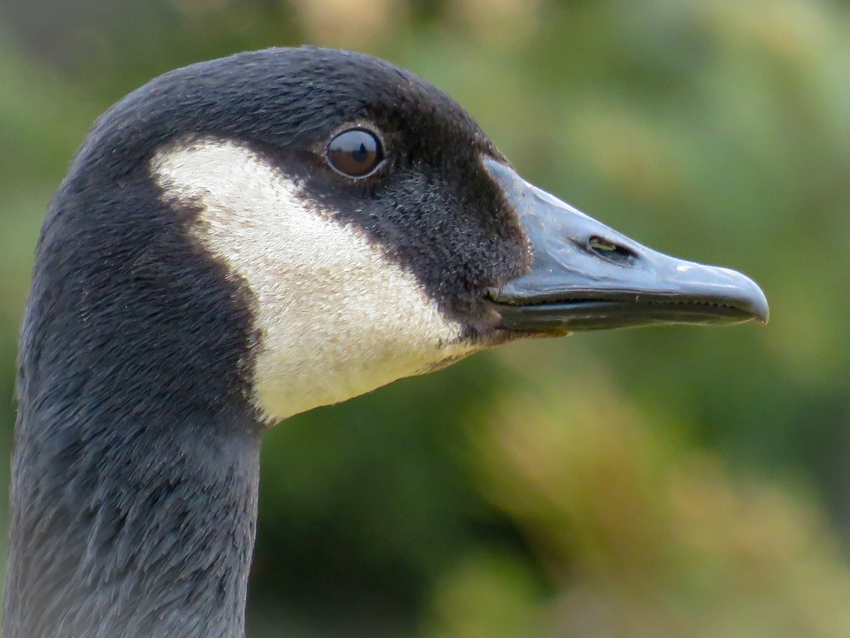 Canada goose close up | KevinV | Blipfoto