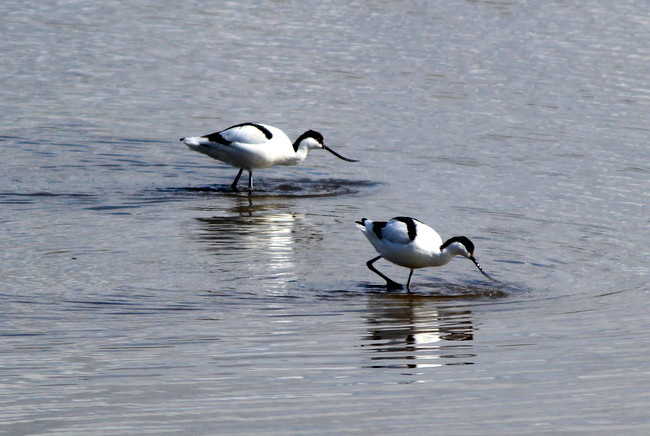 The RSPB symbol | Diane2104 | Blipfoto