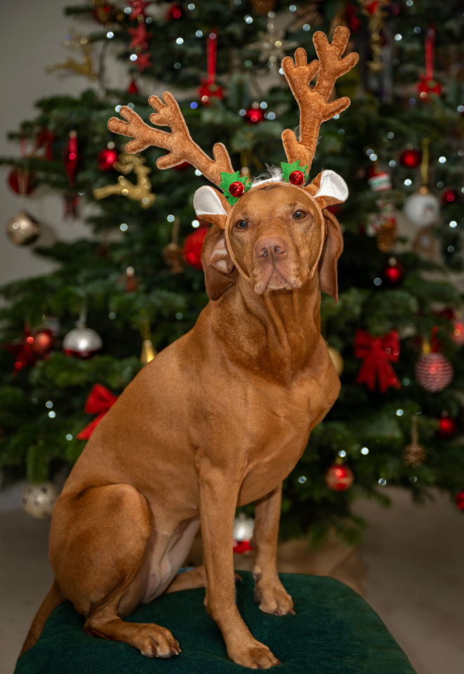 Happy Christmas from Xena | NickyR | Blipfoto