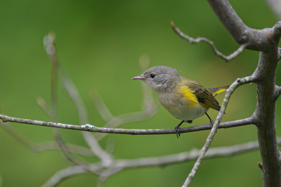 Yard Birds | dbifulco | Blipfoto