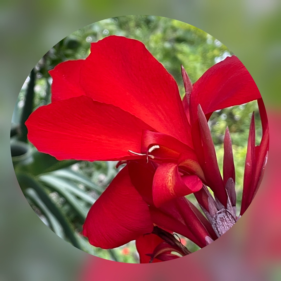 Red | Anaisabel | Blipfoto