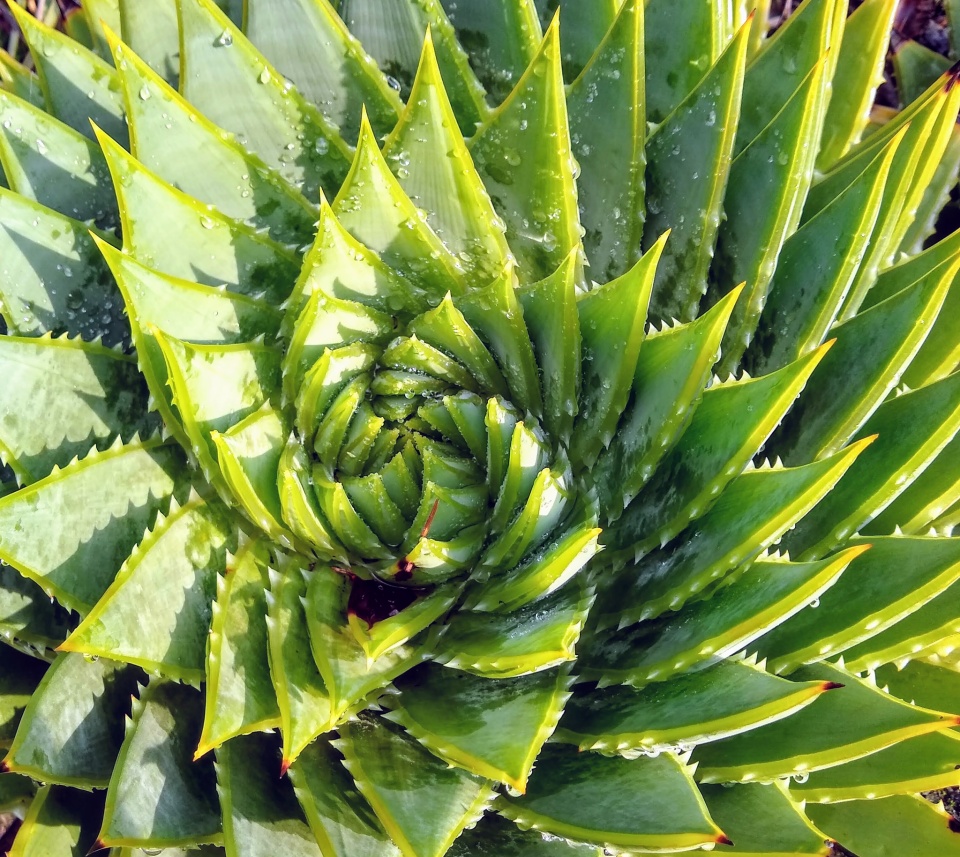 Spiralling ... | freespiral | Blipfoto