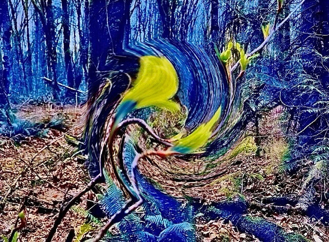 Wonky Walk | tookie | Blipfoto