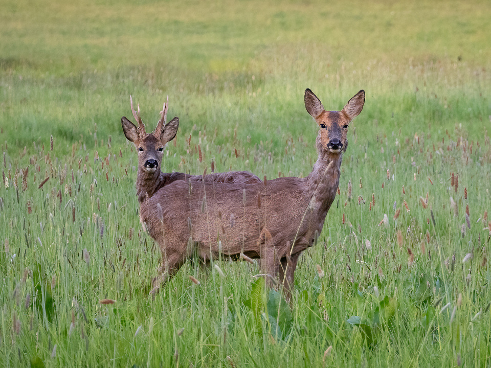 Push Me Pull You | AH14 | Blipfoto