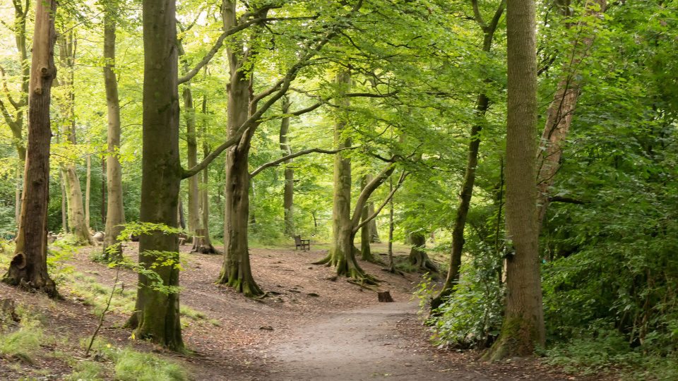 Worsley Woods | FionaRobinson | Blipfoto