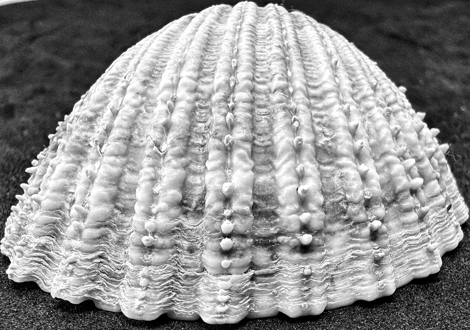 ‘Seashell’ | Chris_P | Blipfoto