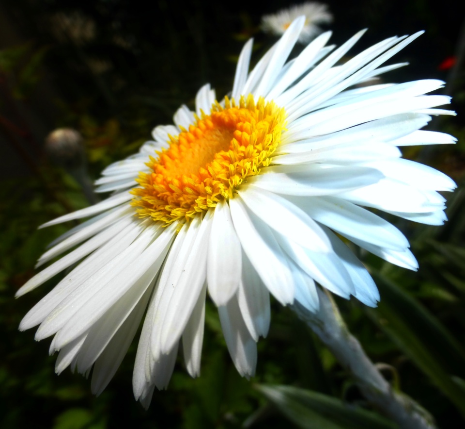 New Zealand Daisy | Skyegirl | Blipfoto