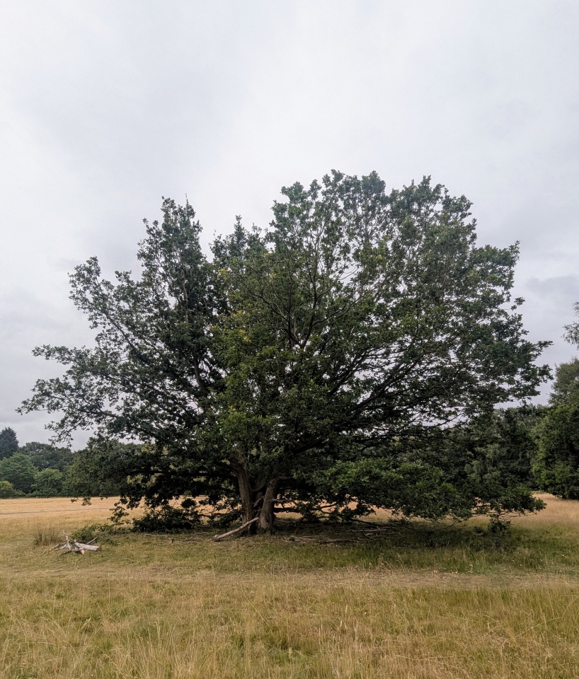 Tree - Time 2025, Part 7 | Julez | Blipfoto