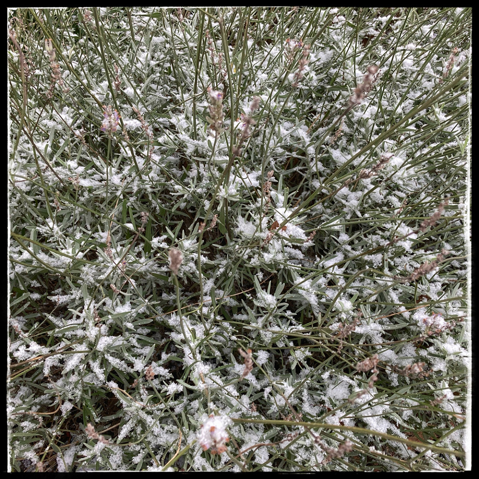 Snowy Lavender | Norm53 | Blipfoto