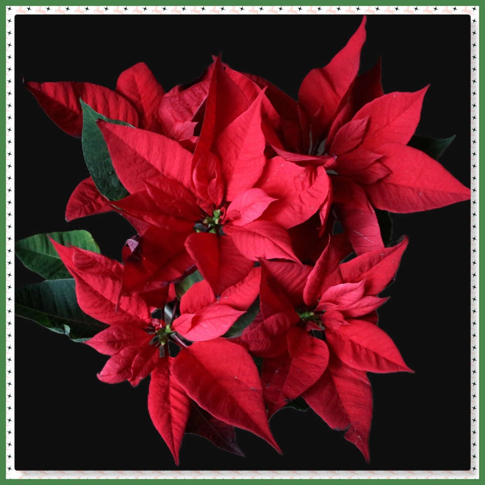 Flower Friday - Poinsettia | craftylady | Blipfoto