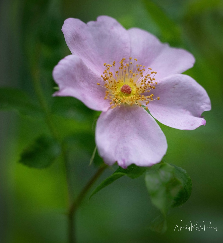 Raspberry Flower | wrperry | Blipfoto