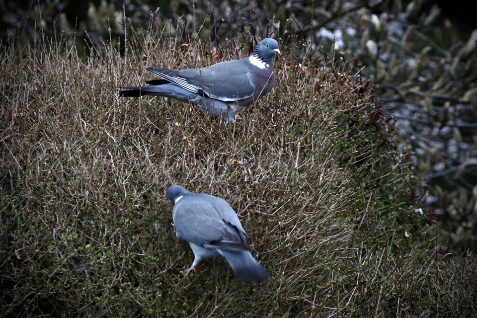 Busy birds | Jaybay | Blipfoto