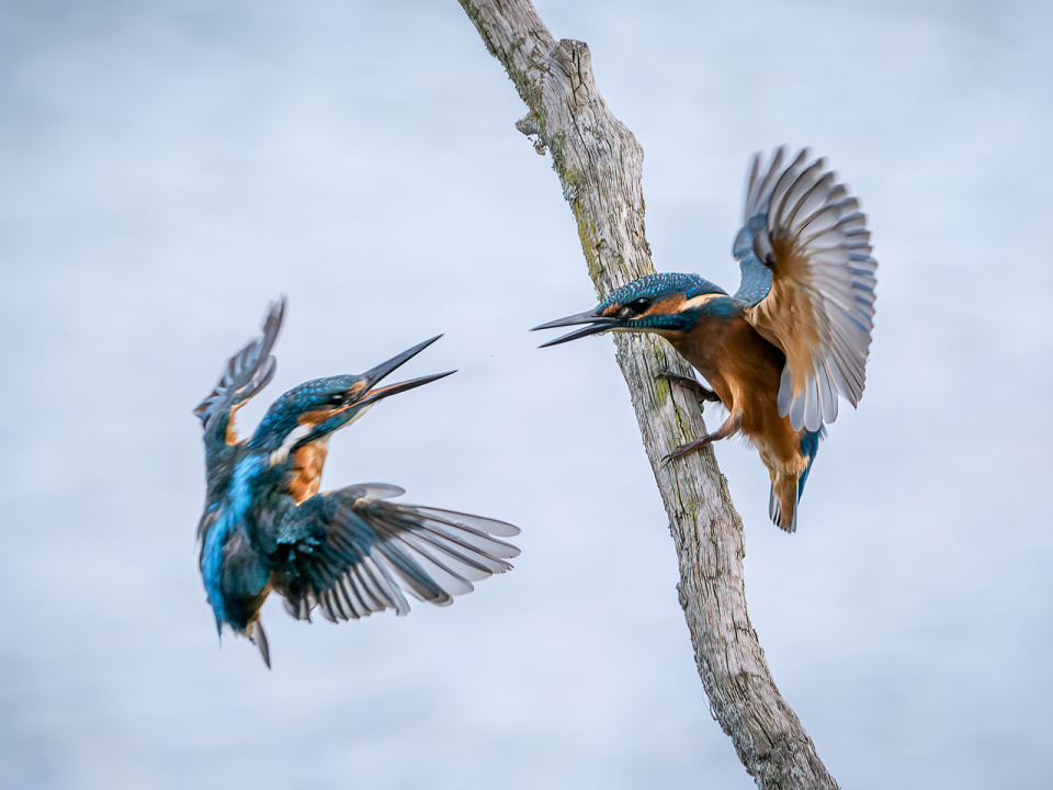 Kingfisher Spat | AH14 | Blipfoto