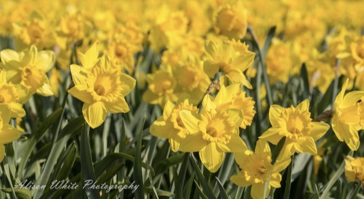 Over the fence | Alison666 | Blipfoto