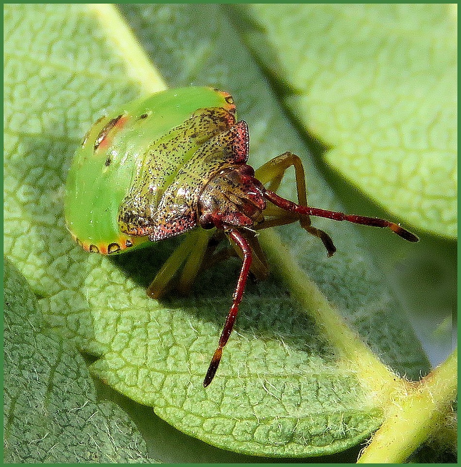 Birch Shieldbug - Elasmostethus interstinctus | Rosemarie55 | Blipfoto
