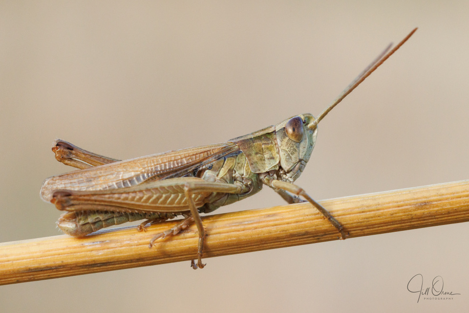 Subtle | JDO | Blipfoto