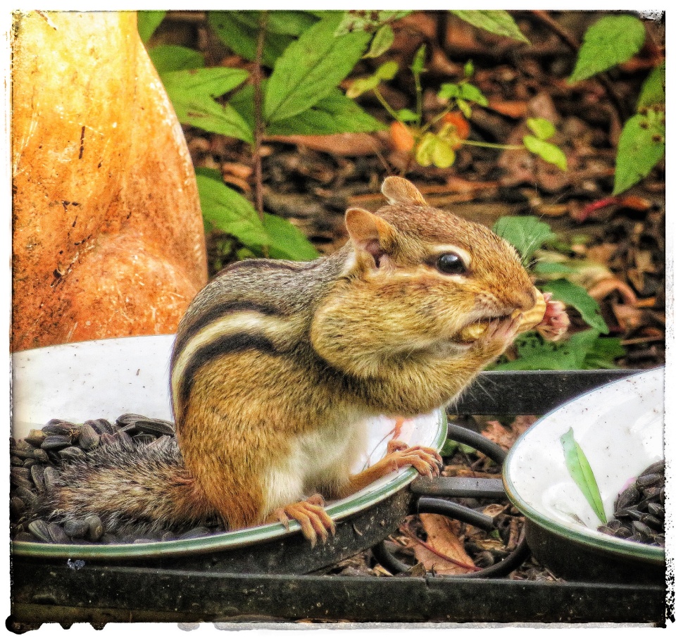 Short Tail | Memories4Me | Blipfoto