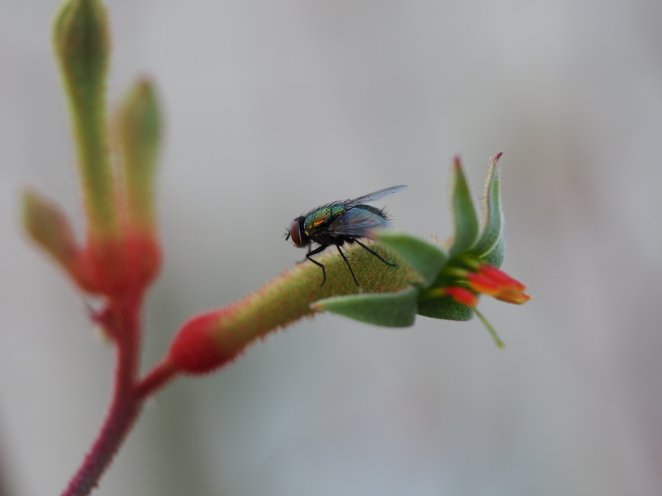 Louis The Fly | DonnaWanna | Blipfoto