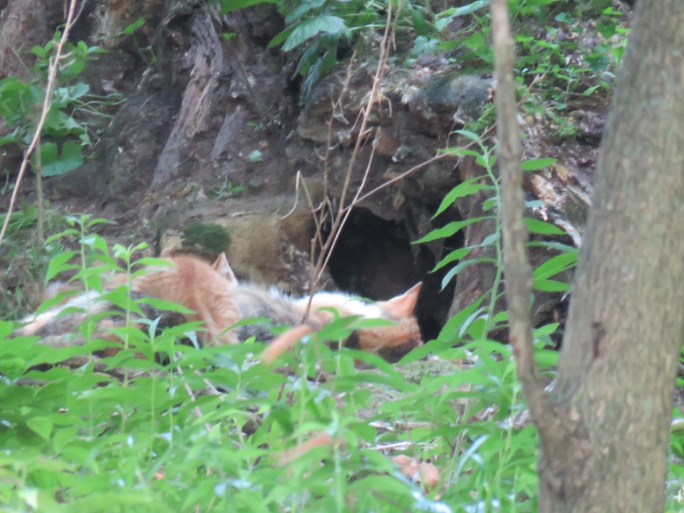 The Universal Cat Distribution System at Work | GirlWithACamera | Blipfoto