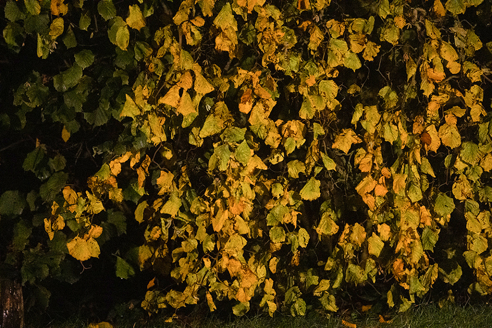 Leaves | Hillyblips | Blipfoto