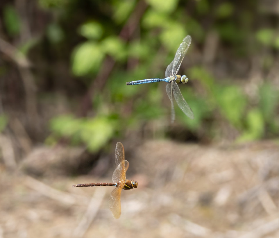 Escort | Hillyblips | Blipfoto