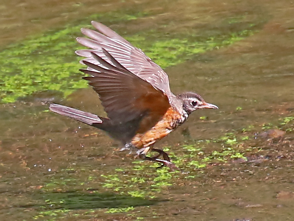 Young Robin Taking Off | VandeGraaff | Blipfoto