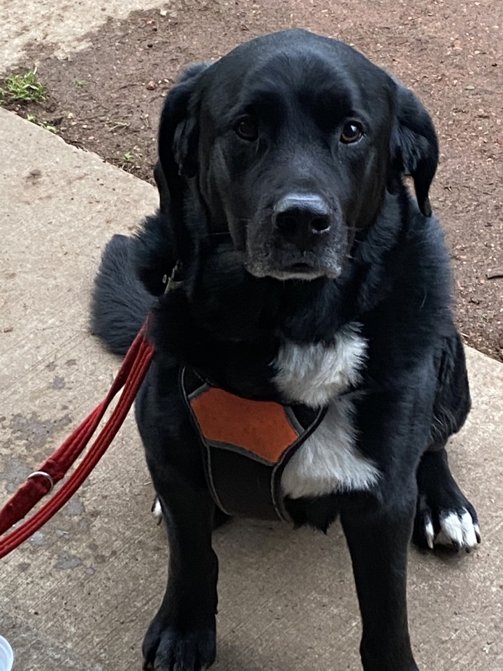 Very good dog | whome | Blipfoto