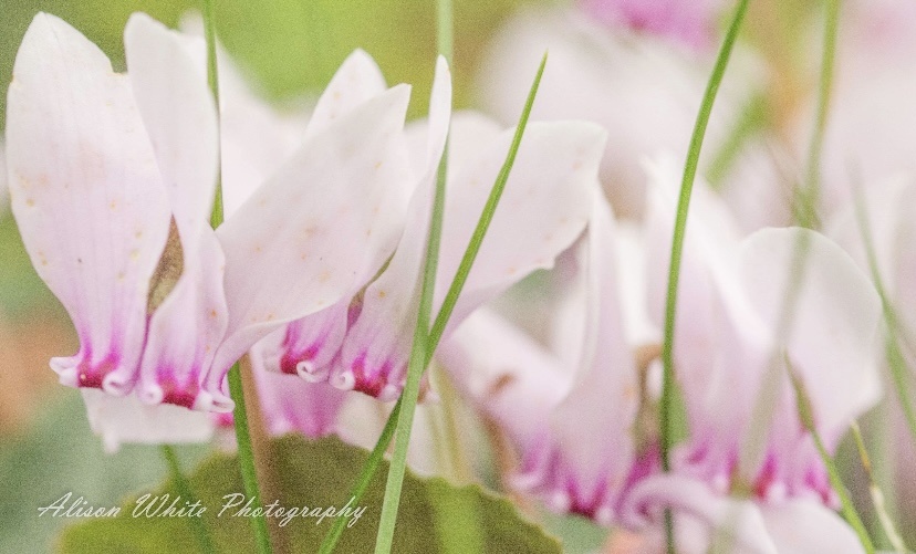 Sitting pretty | Alison666 | Blipfoto