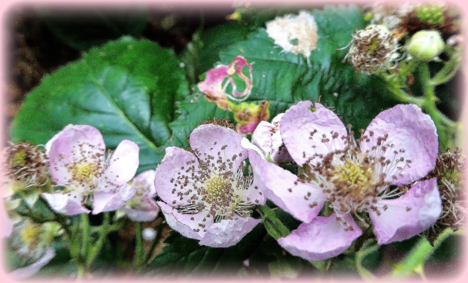 BRAMBLE FLOWERS | dollydoug | Blipfoto
