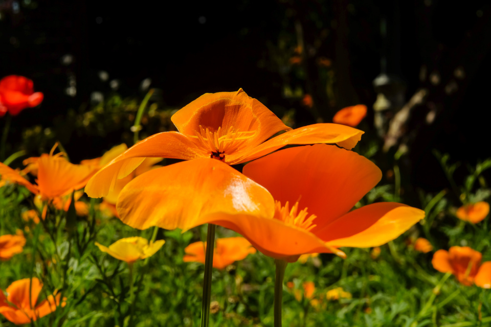 California Poppy | john39 | Blipfoto