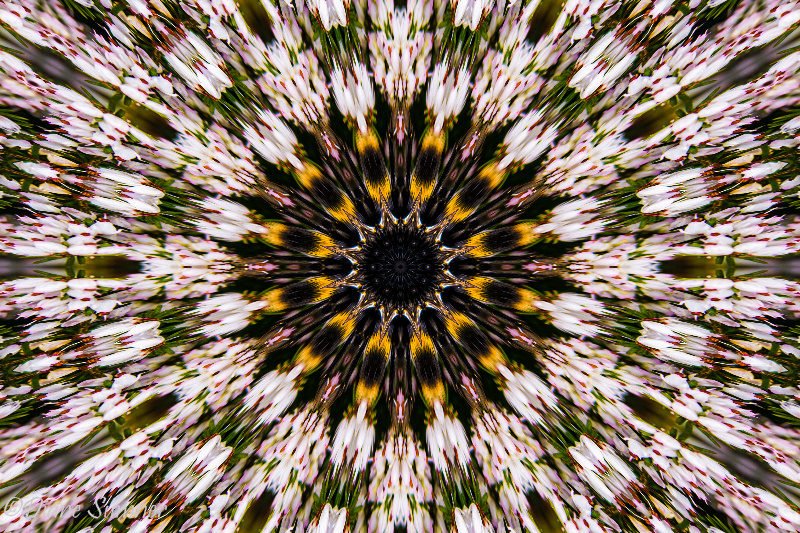 Abstract Thursday - Patterns | kwdiane | Blipfoto