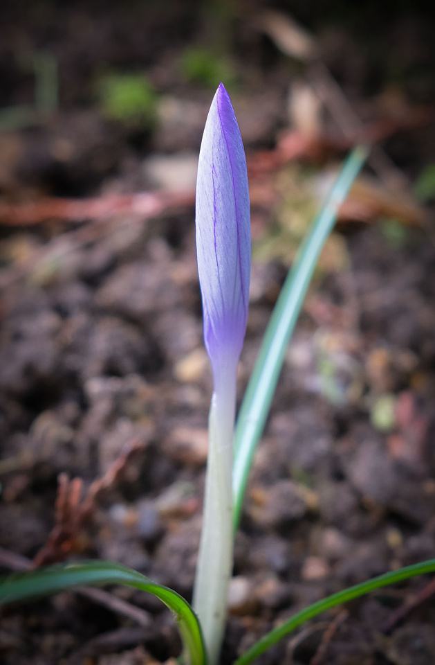 early crocus | LesleyAlsford | Blipfoto