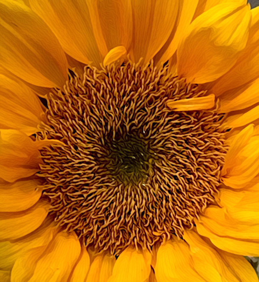 sunflowers... | simplemoments | Blipfoto