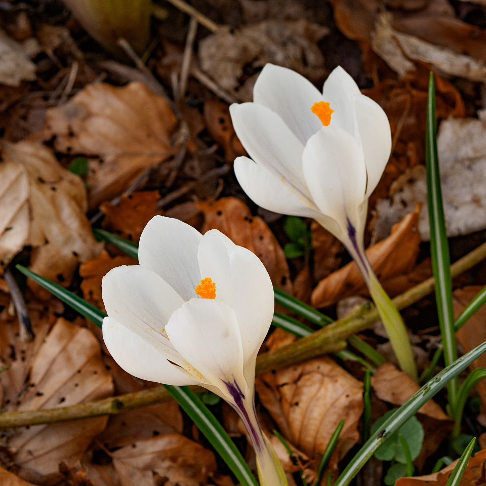 First crocuses | PicLocata | Blipfoto