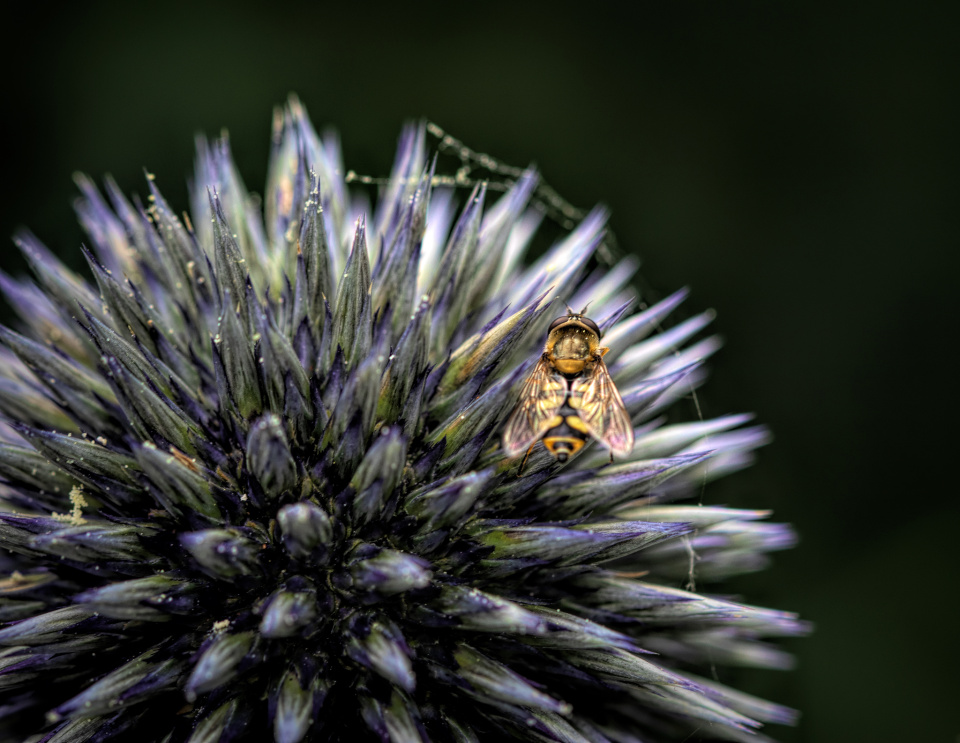 Hoverfly | Green56 | Blipfoto