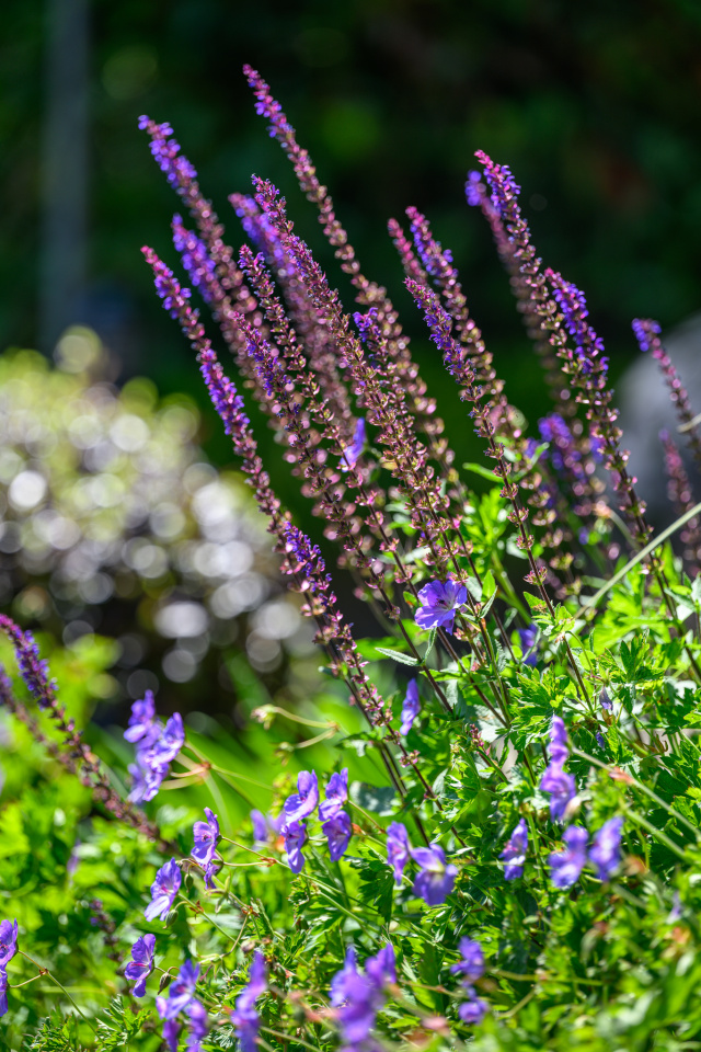 Garden delights | NickyR | Blipfoto