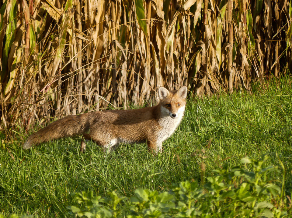 A fox spotted on a morning... | Bogna | Blipfoto