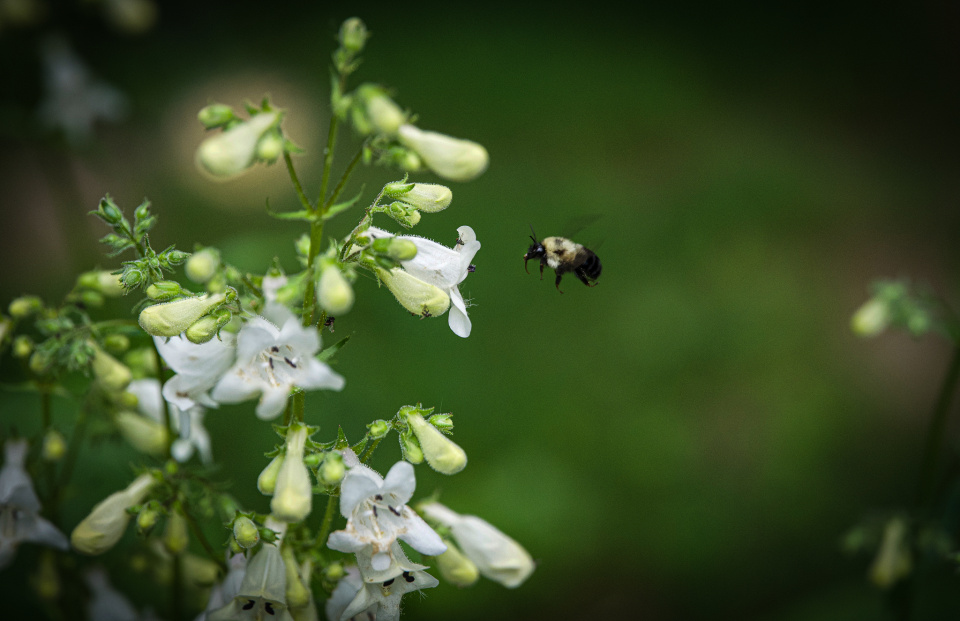 Making a Bee Line | justbe | Blipfoto