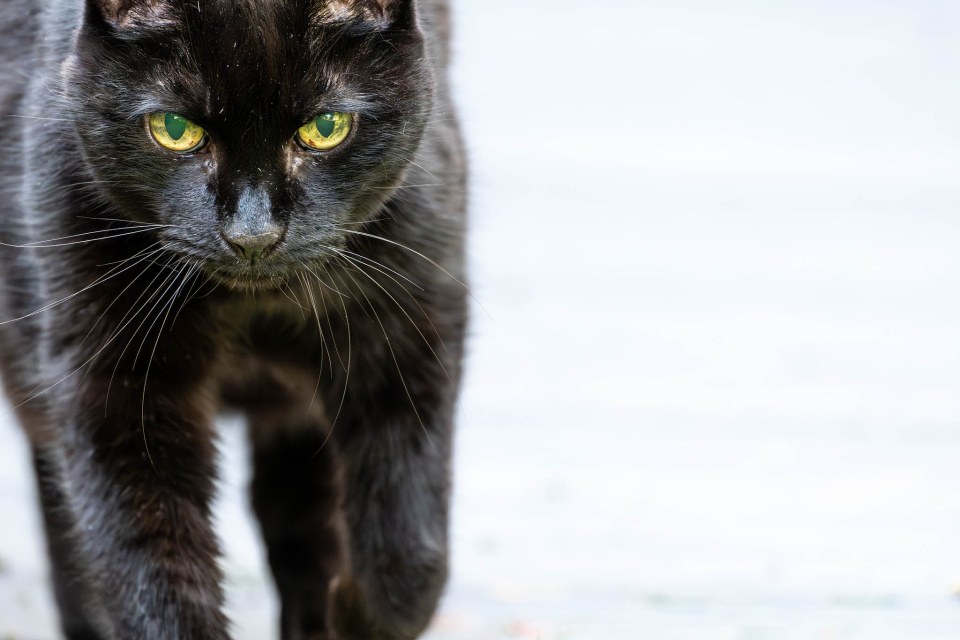 The Unseeing Eyes | GrahamColling | Blipfoto