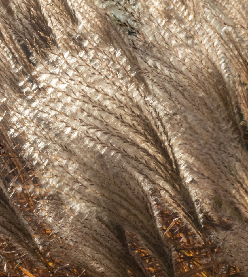 Windswept Pampas | Kernow | Blipfoto
