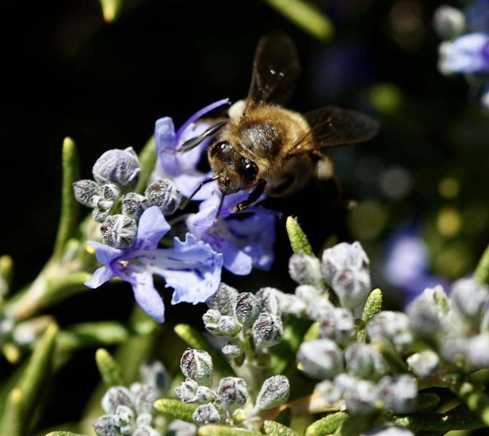 Winter bees | Lesmark | Blipfoto