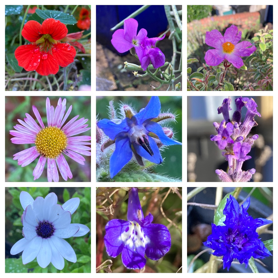 November flowers in my garden | soozsnapz | Blipfoto